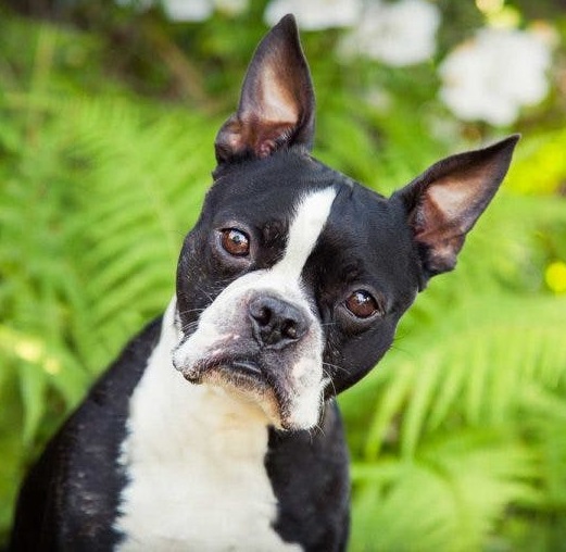 Разновидности собак